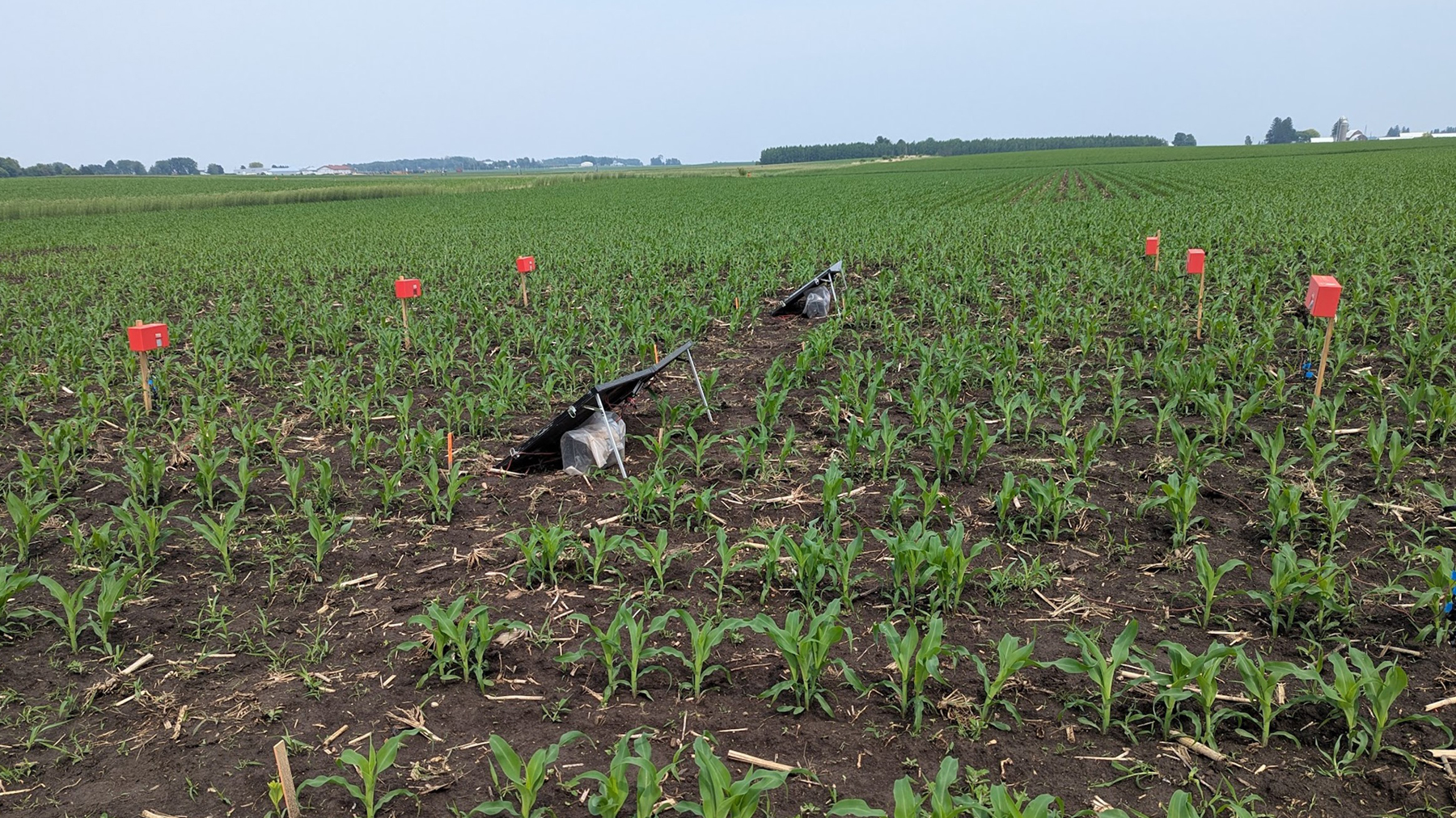 New tech listens to insects feeding on crop roots