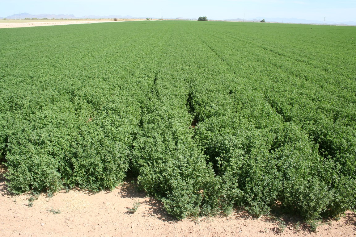 Subsurface Irrigation Crop