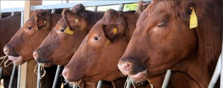 Keys to managing animal health risk in indoor, confined feedlots