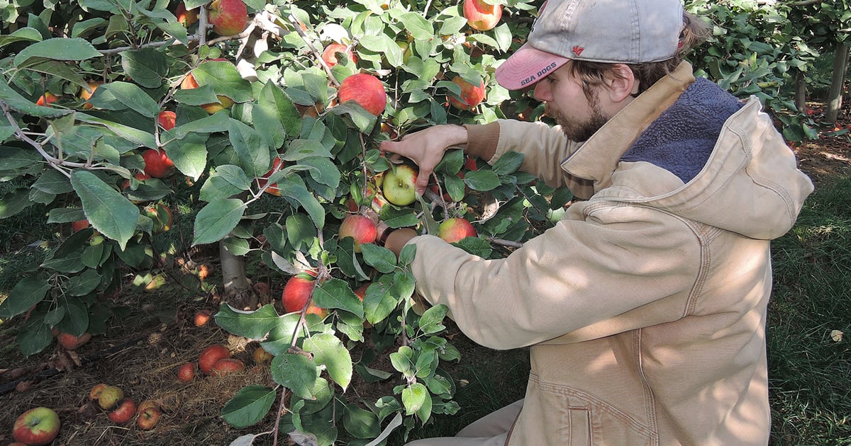 Defining pests on the farm
