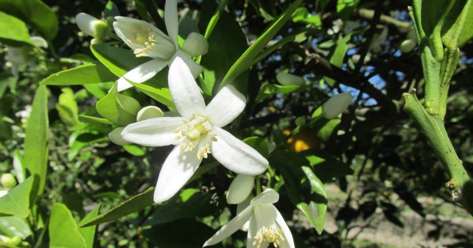 Surprise finding: Citrus greening affects roots before leaves Surprise finding: Citrus greening affects roots before leaves