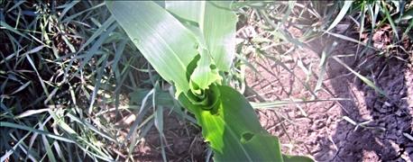 Get out and scout corn for armyworms