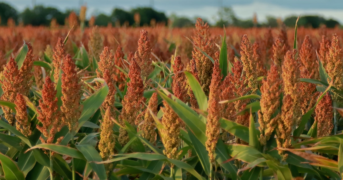 Sorghum roots may hold key to frost-resistant varieties