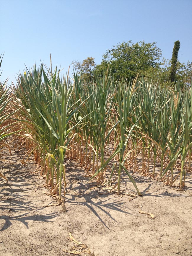 Farmers need to watch for drought-induced herbicide carryover | Farm ...