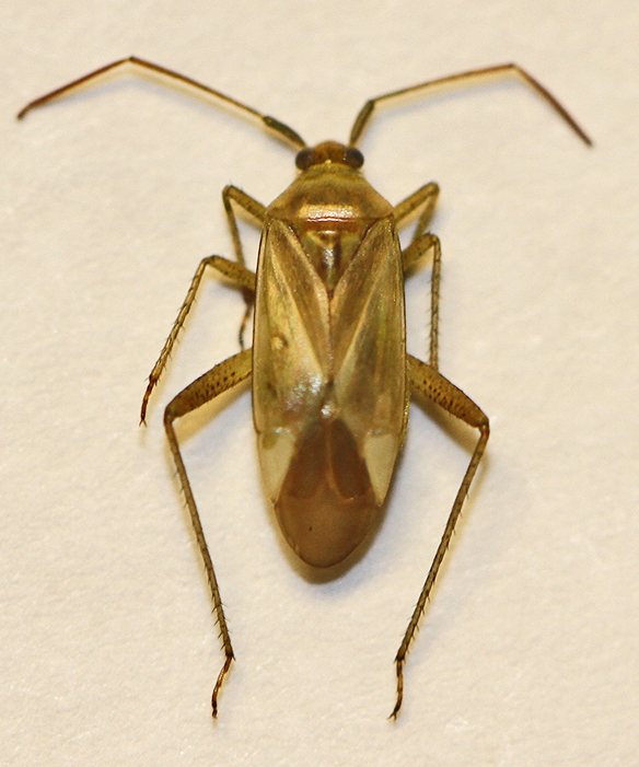 Alfalfa plant bugs: How to identify which are pests