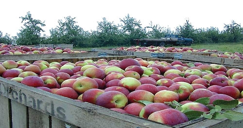 New portal for apple cultivars and rootstocks | Farm Progress