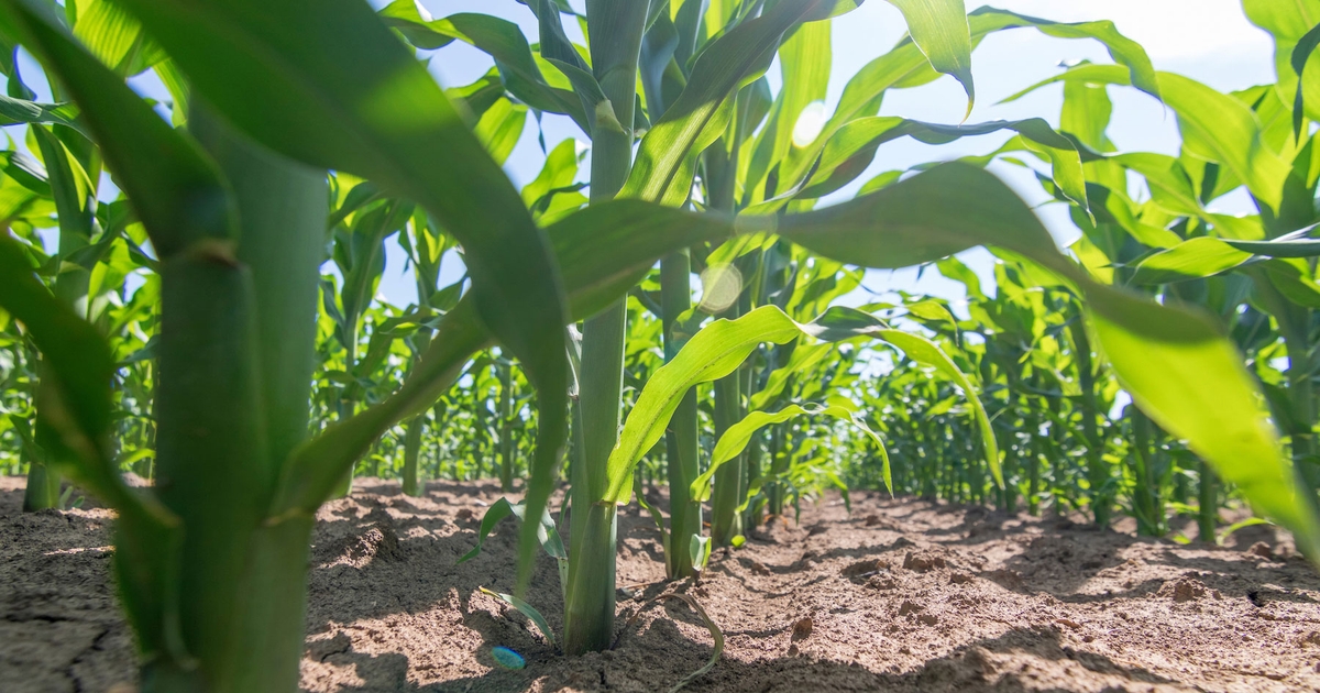 Is this a normal corn season?