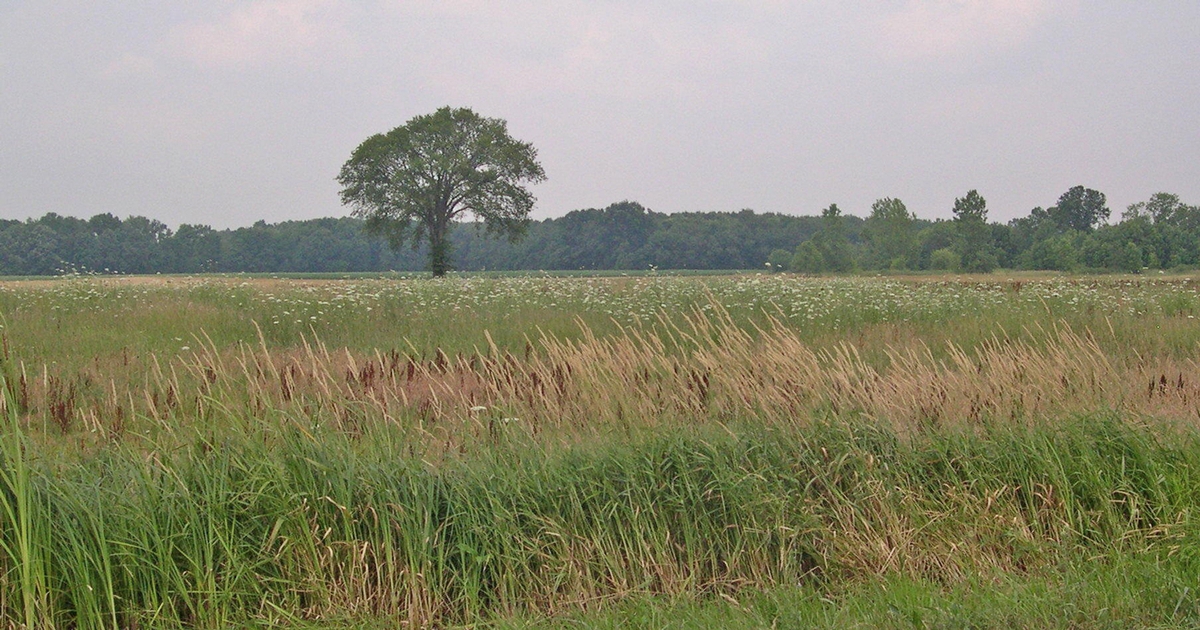 Why 1 lone tree in the field?