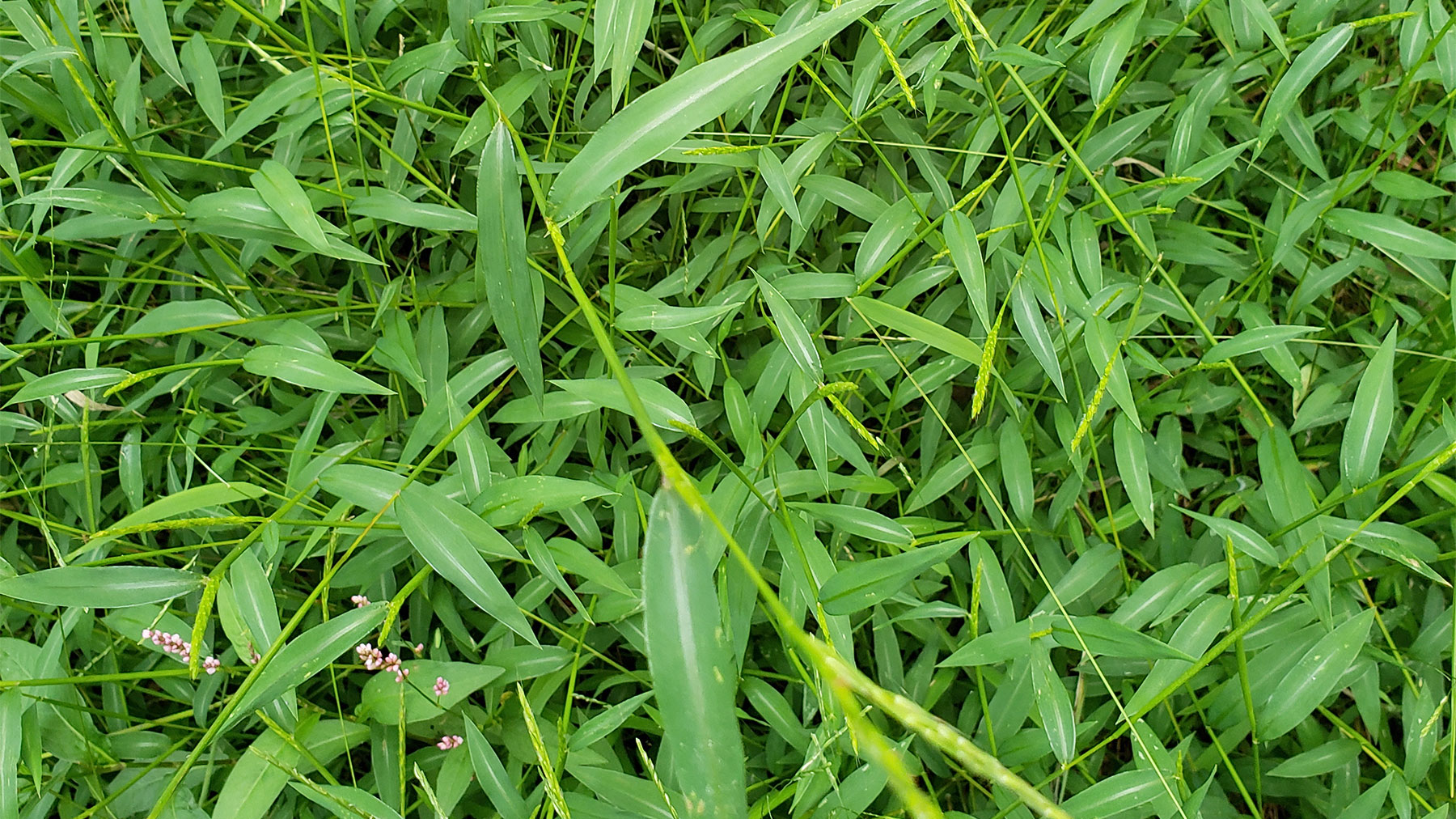 Don’t let Japanese stiltgrass seed