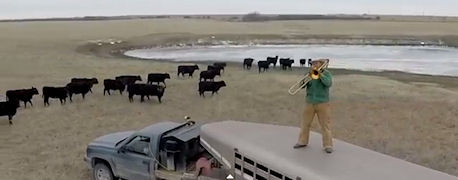 Kansas farmer Klingenberg returns with Maroon 5 cattle parody