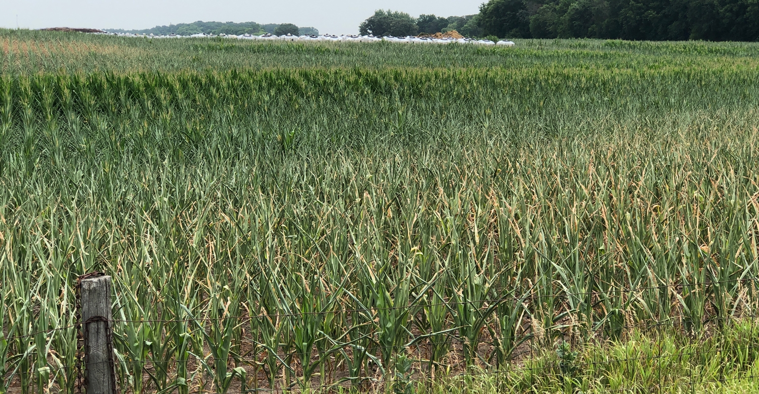 Harvesting, feeding drought-stressed corn silage