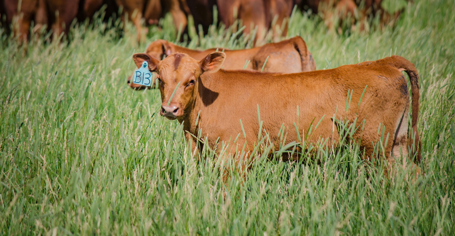 Minnesota Beef Council hires new CEO