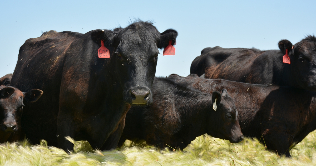 Take survey on cattle culling decisions