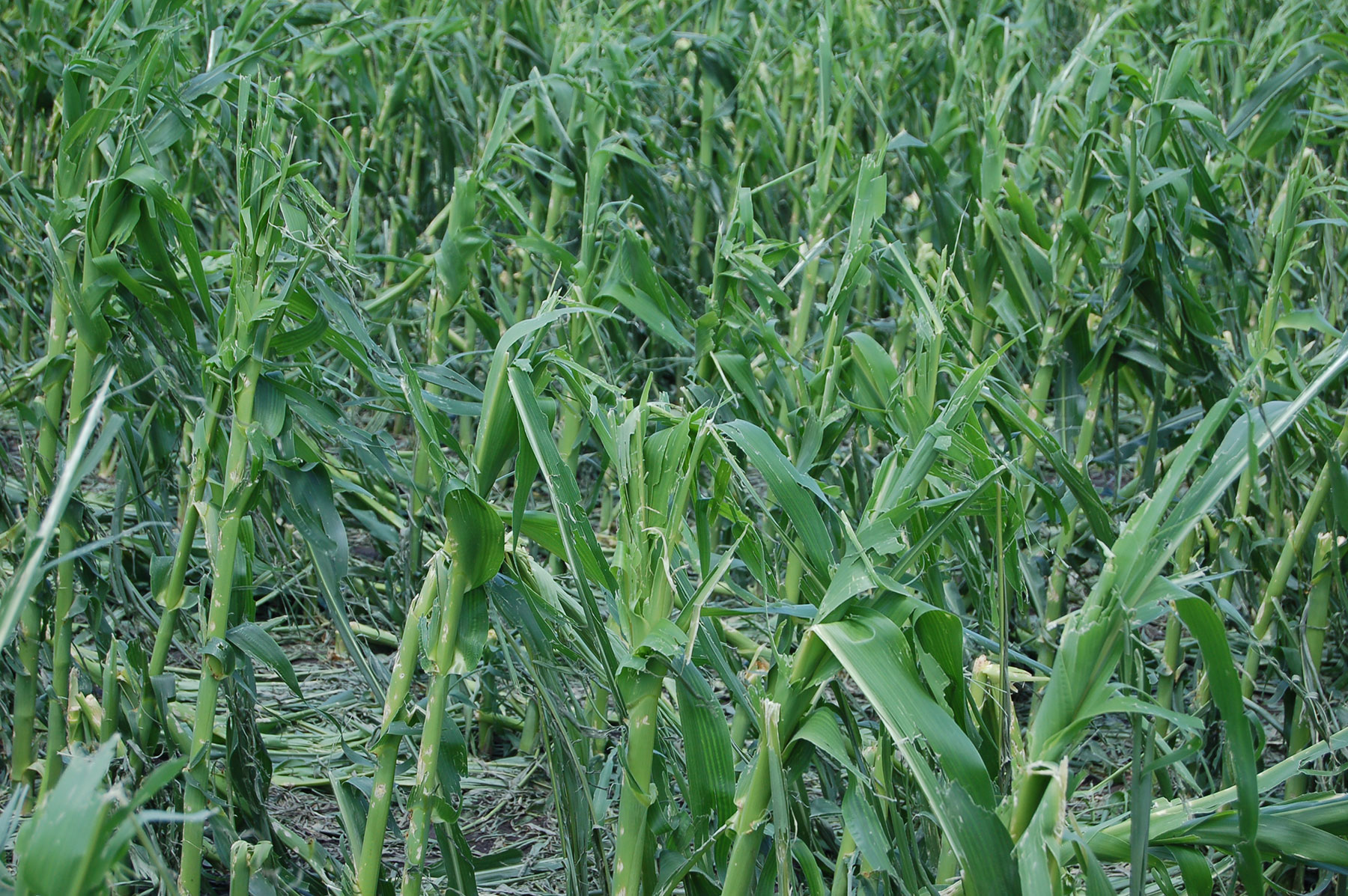 How to evaluate hail damage in corn