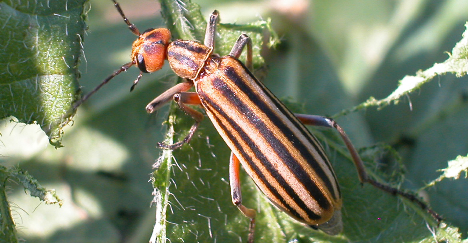 Orange Striped Beetle Common Types Of North American Beetles Around
