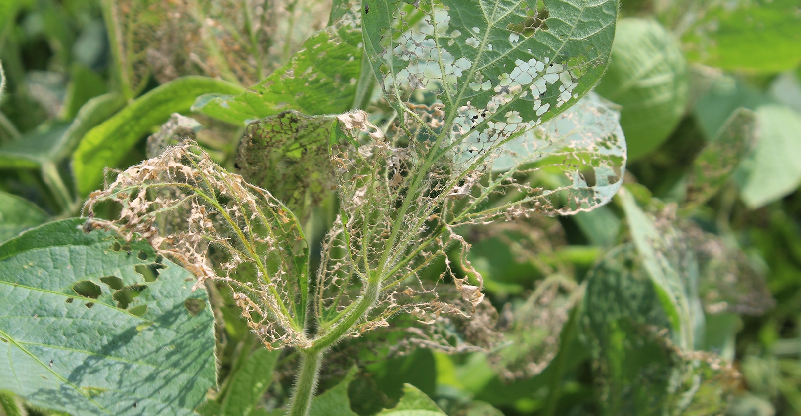 5 soybean bugs that wreck yield | Farm Progress