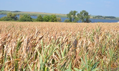 Next wave of Agrisure Artesian corn hybrids coming