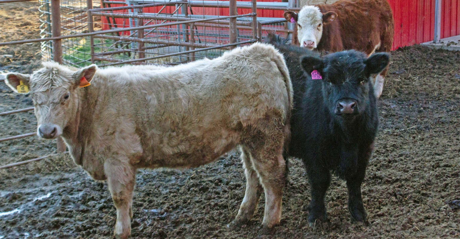 Tips to manage mud in beef cattle operations