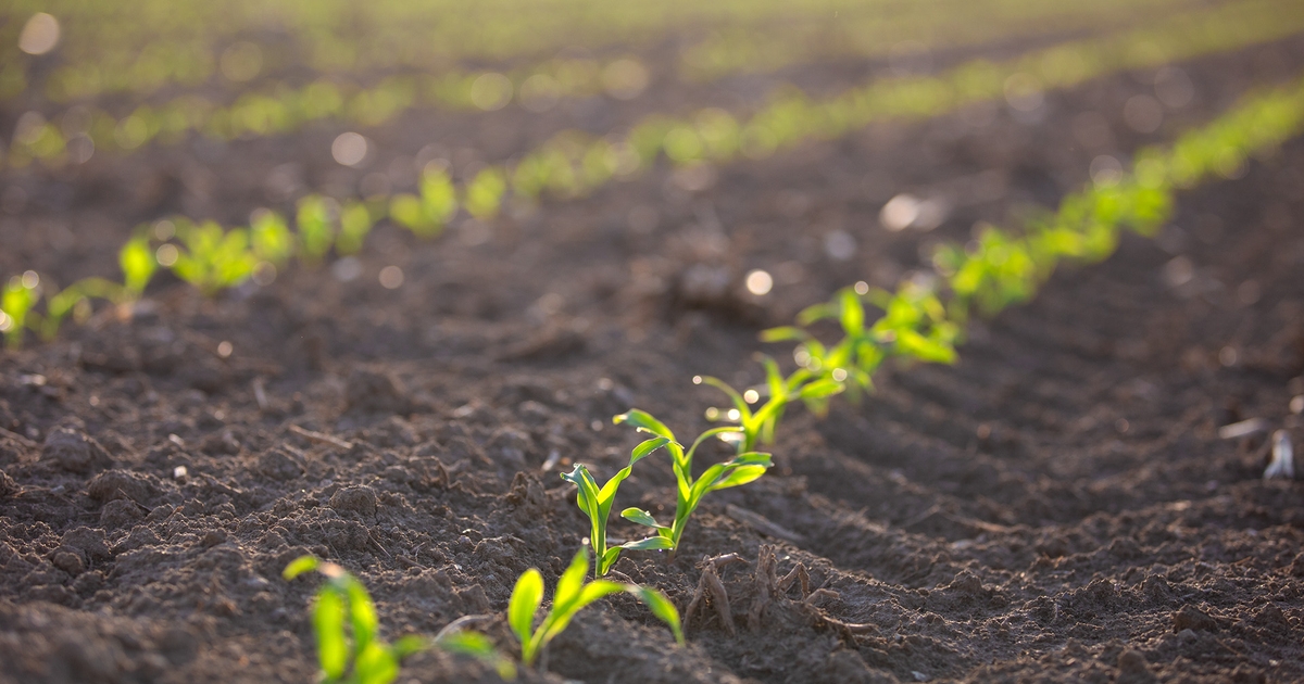 Mastering the Art of Sidedress Applications