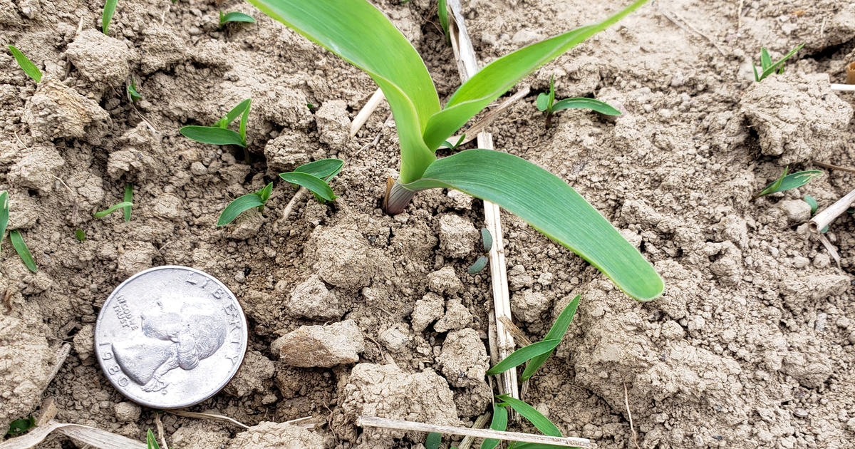 Know weed control options for corn