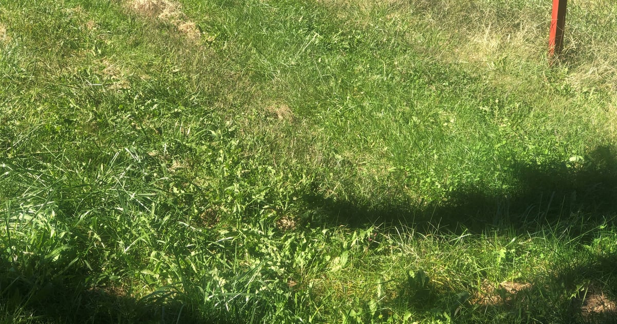 How to manage stockpiled forage successfully