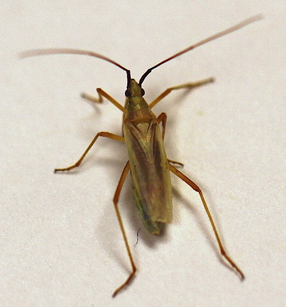 Alfalfa plant bugs: How to identify which are pests