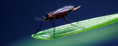 Check the fly-free date for planting wheat in Illinois