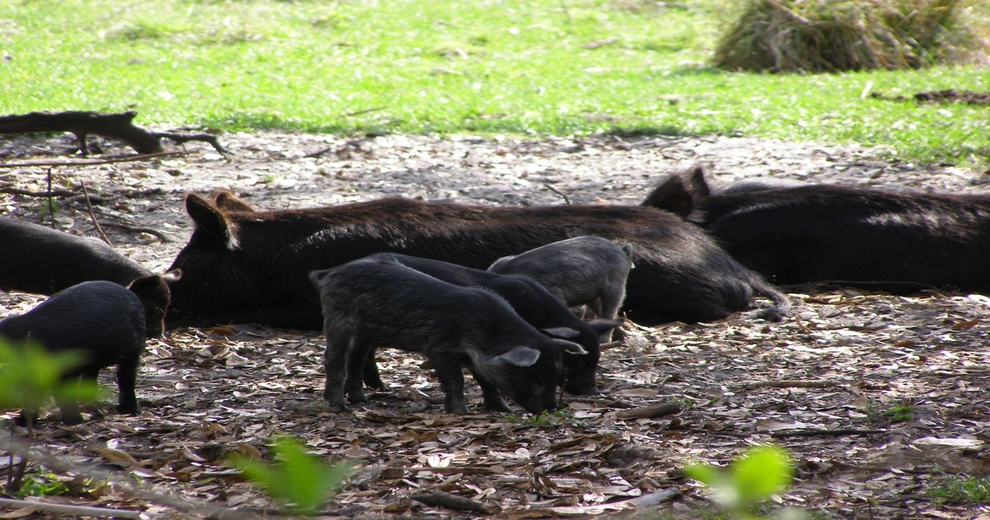 Georgia program hooks feral hog hunters up with farmers