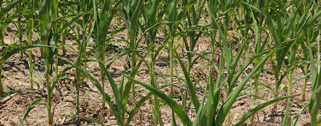 Last Year Was Worst Corn Season in Nearly 150 Years