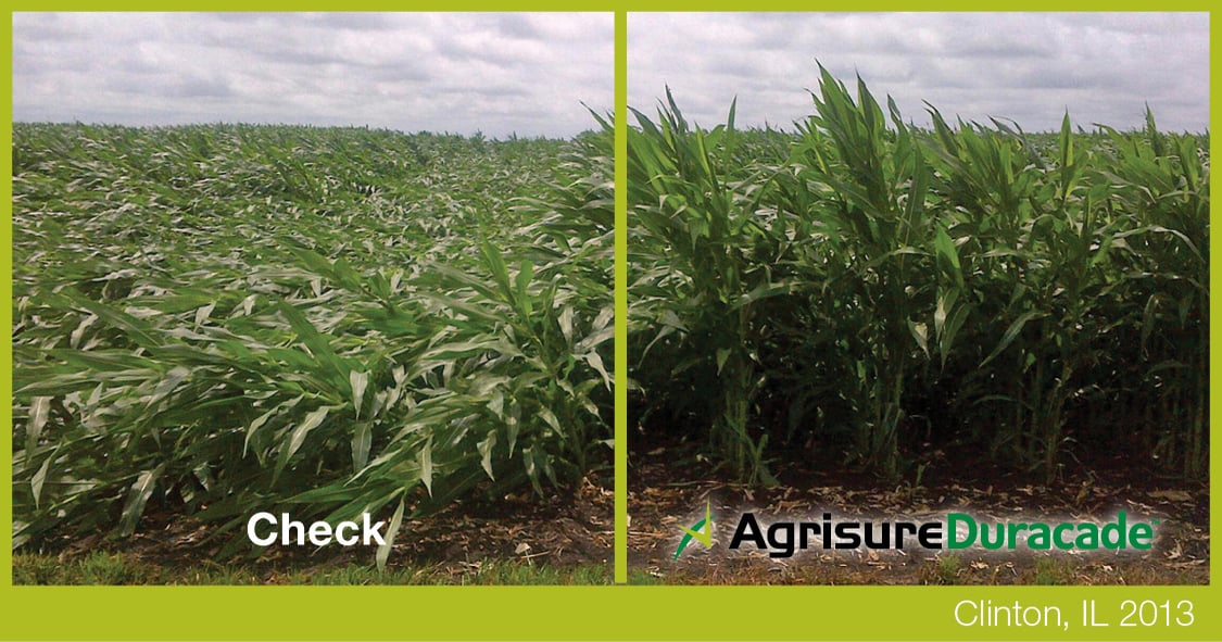 New Bt trait for corn rootworm