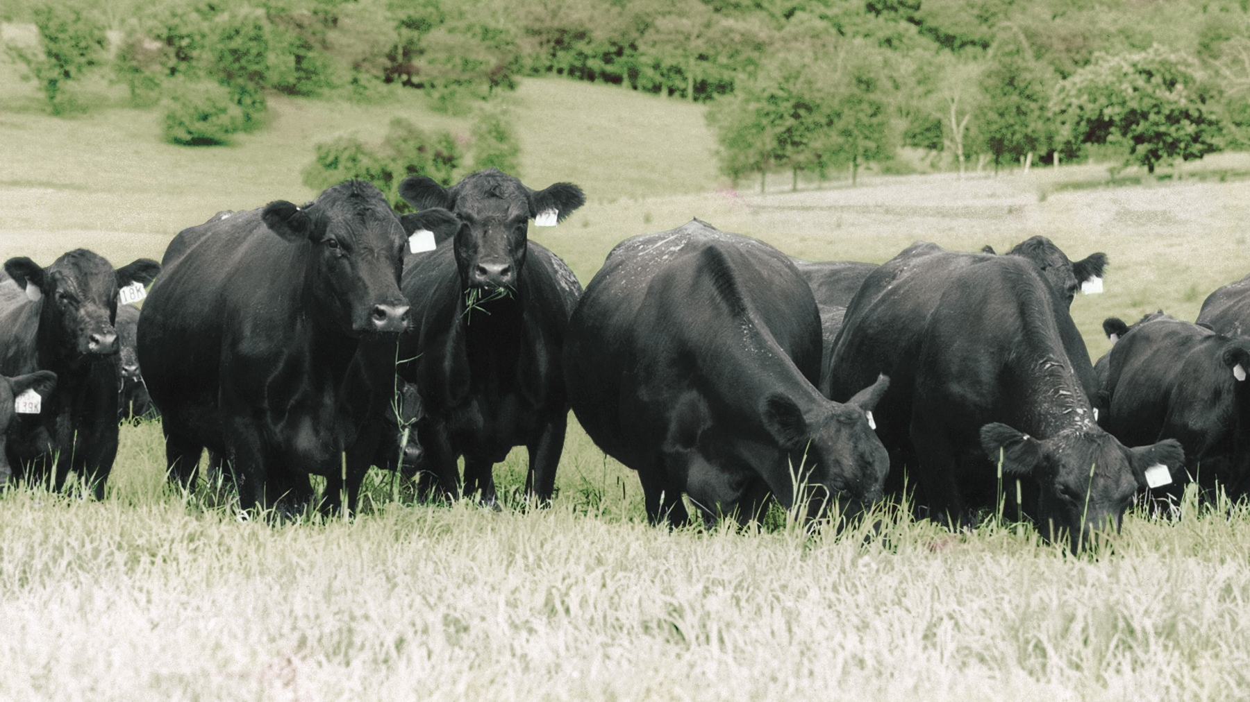 Why forage growth stage matters when grazing cattle