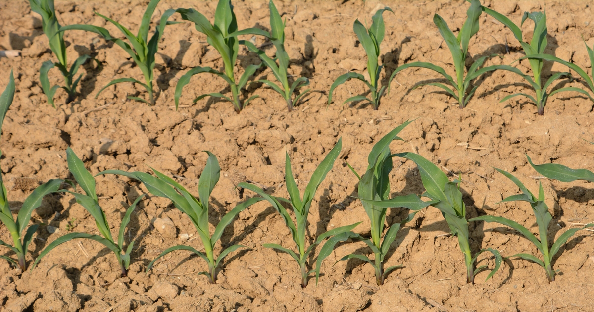 A case for increasing corn seeding rate