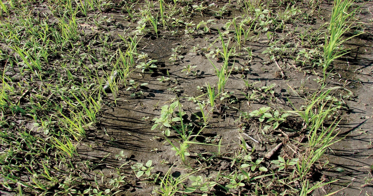 Palmer amaranth in rice