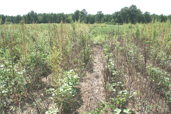 Growers share resistant pigweed control strategies | Farm Progress