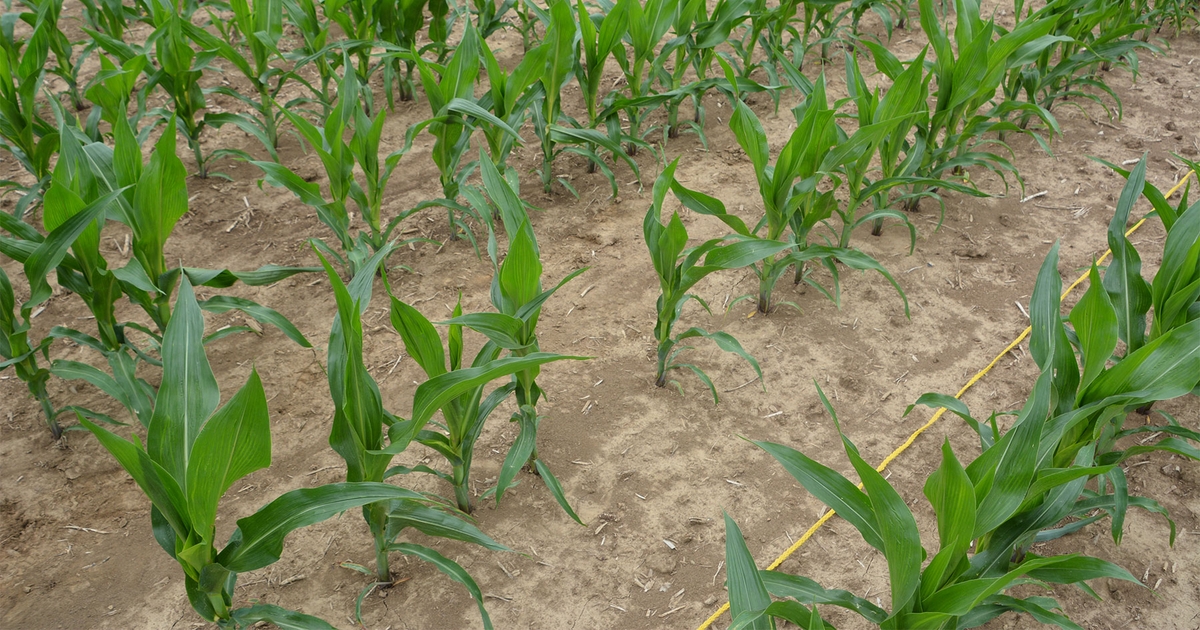 Dial in corn seeding rate for each field