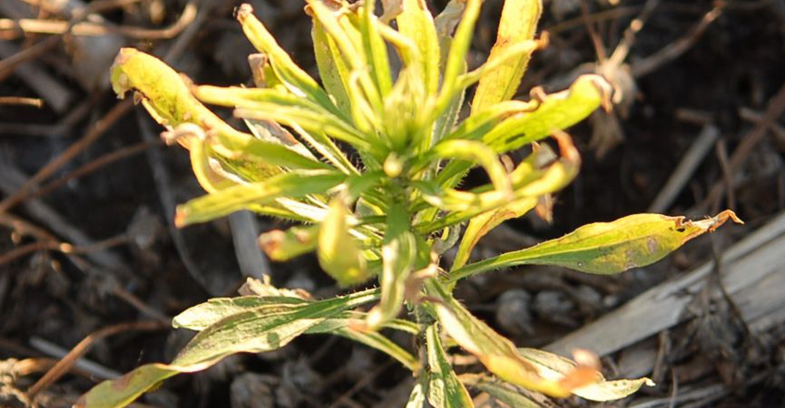 Consider rescue treatment options for glyphosate-resistant marestail