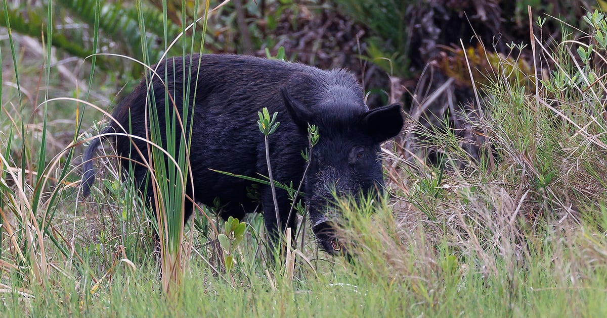 How Missouri reduced feral hog population by 80%