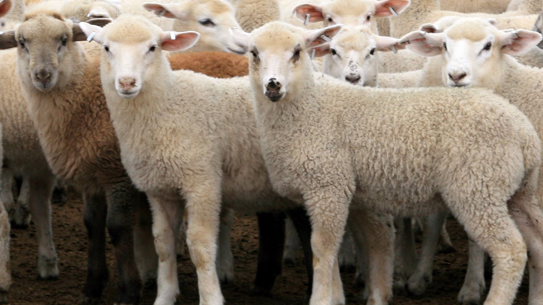 Sheep and goat classes to cover AI, breeding