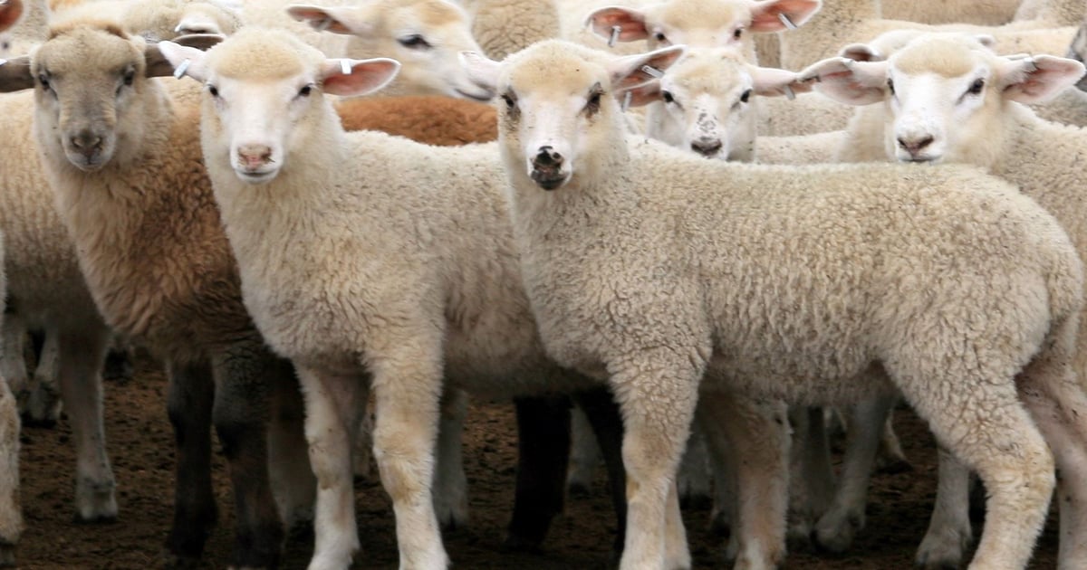Sheep and goat classes to cover AI, breeding