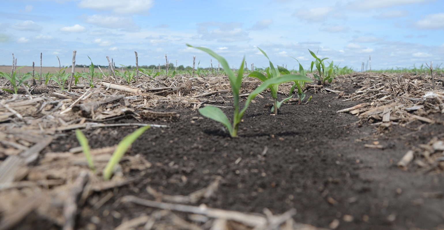 Replanting corn: Things to do and consider