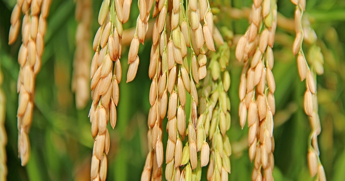 Carl Brothers honored for five decades of service to the rice industry