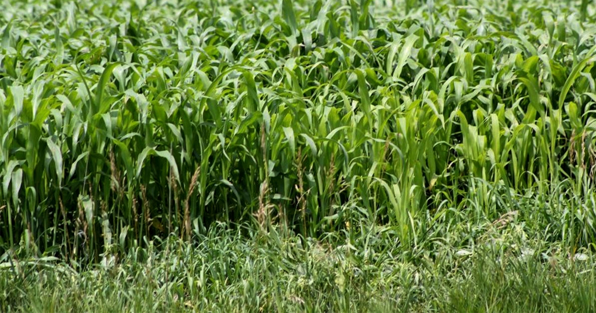 Follow grazing guidelines for sudangrass, sorghum hybrids