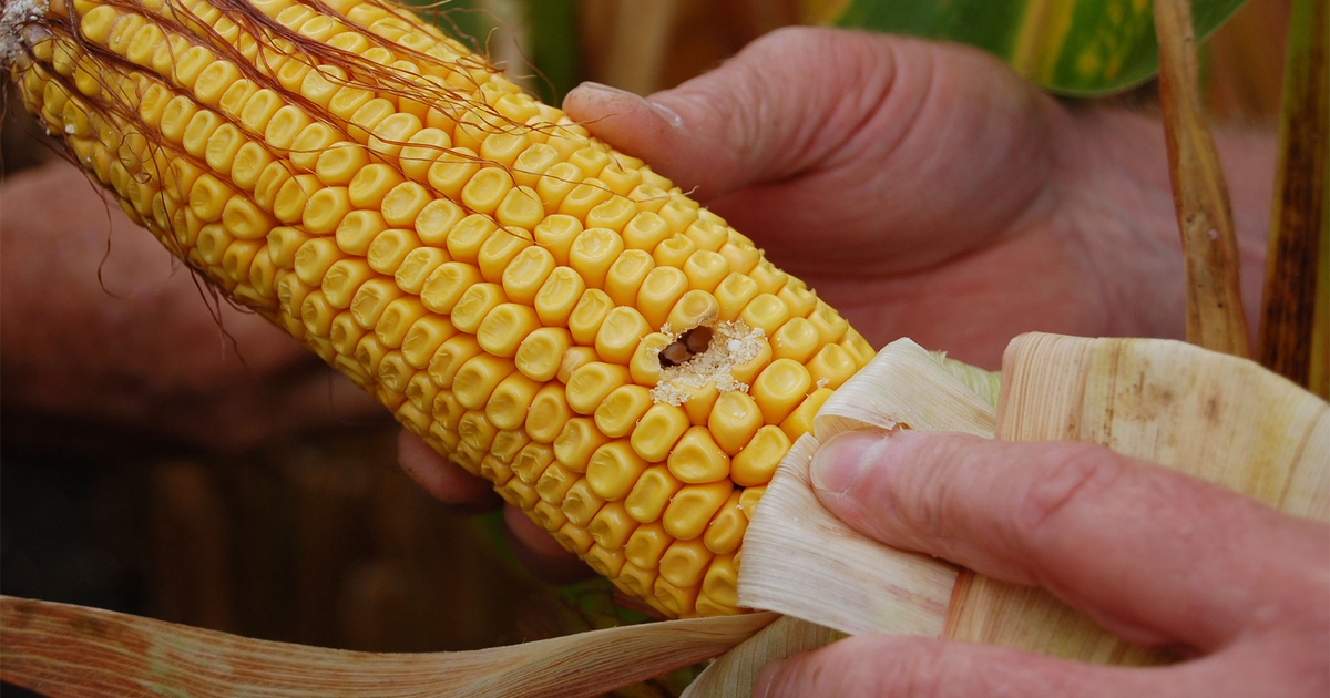 Future crop insect control courtesy of AI
