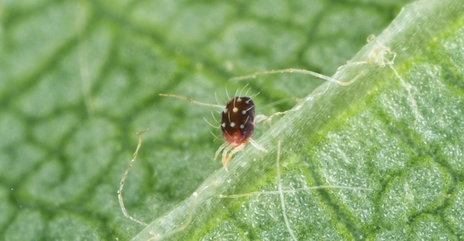 A grower’s guide to navigating miticides