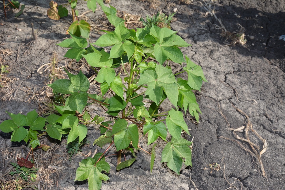 Transform WG approved for use in cotton for plant bugs in 93 Texas cou