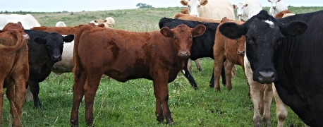 5 Grants that support Missouri beef cattle industry
