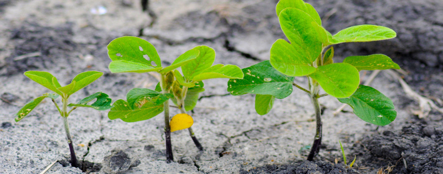 Don't Confuse RoundupReady Xtend and Enlist Crop Systems