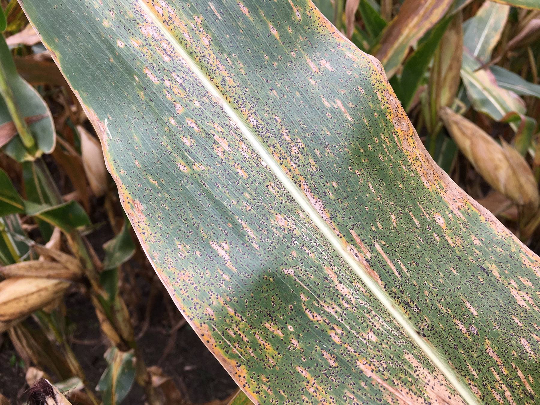 How to manage tar spot in corn