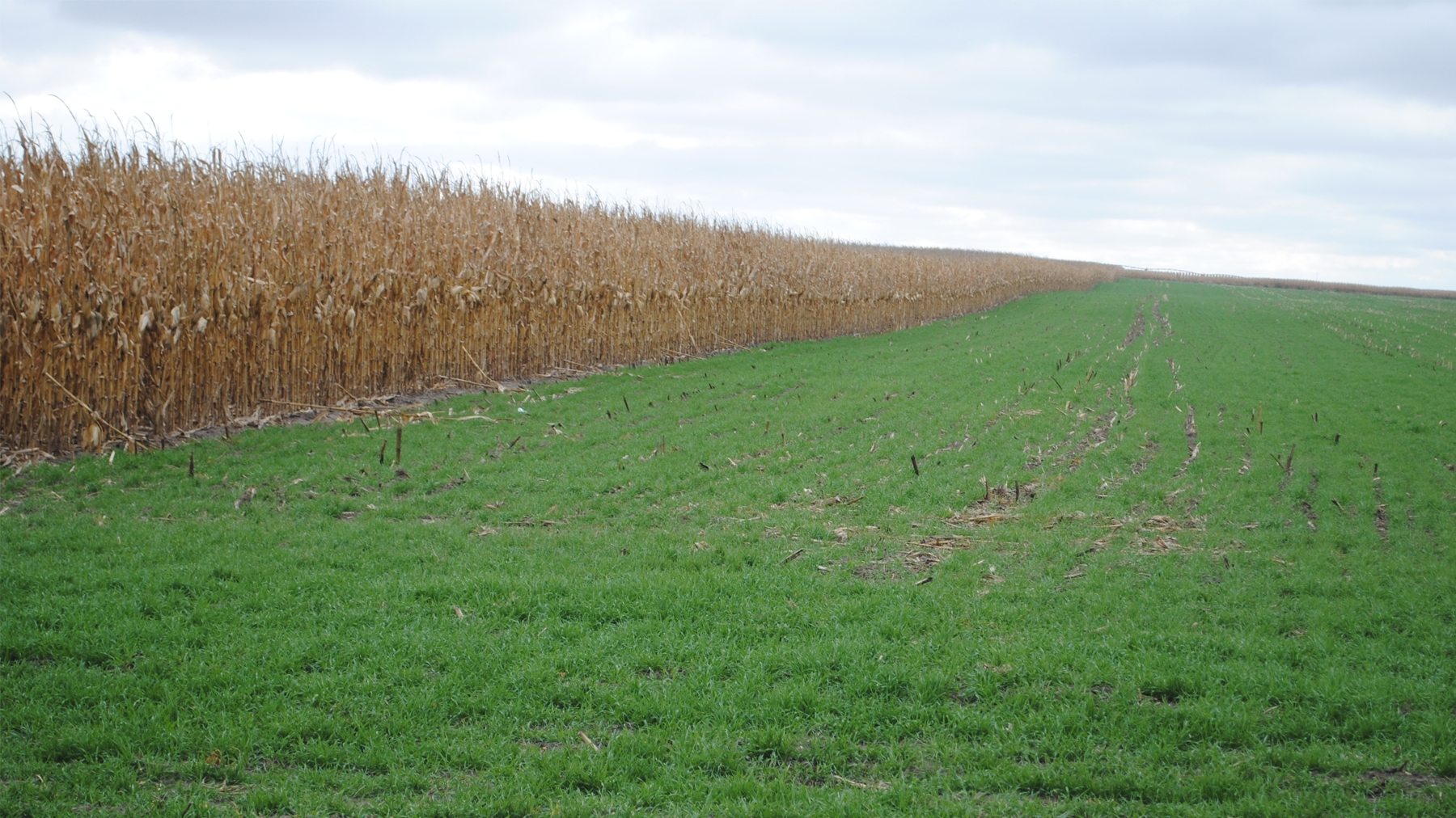 Cover crop tips from farmers, researchers