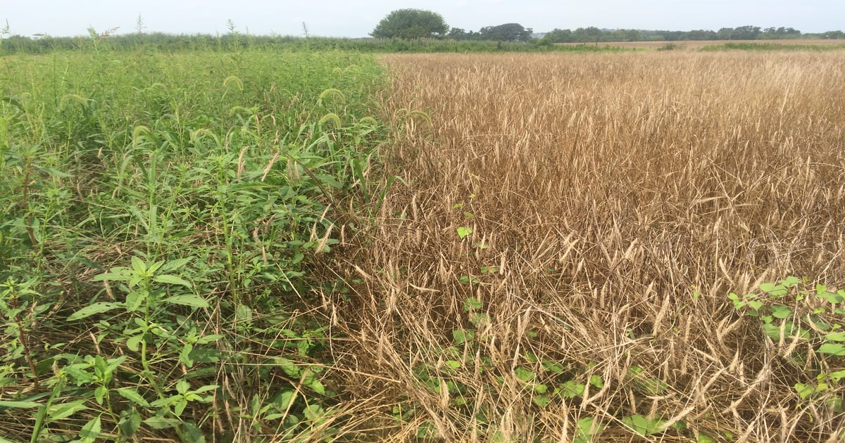 Cover crops battle resistant weeds